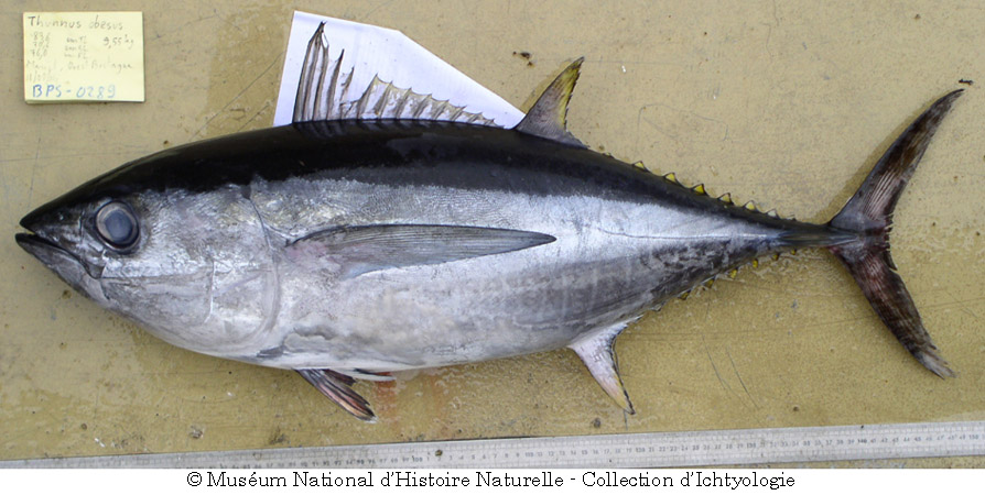 (Thunnus South, 1845) Род Туннусы, Тунцы, Настоящие тунцы, Genus ...